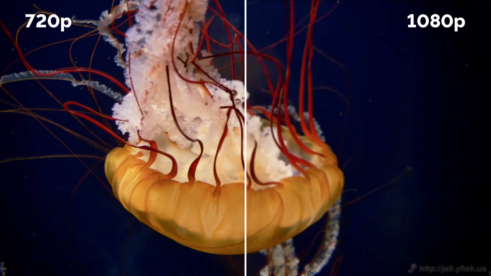 1080p vs. 720p — What's the Best Resolution for HD Live Streaming ...